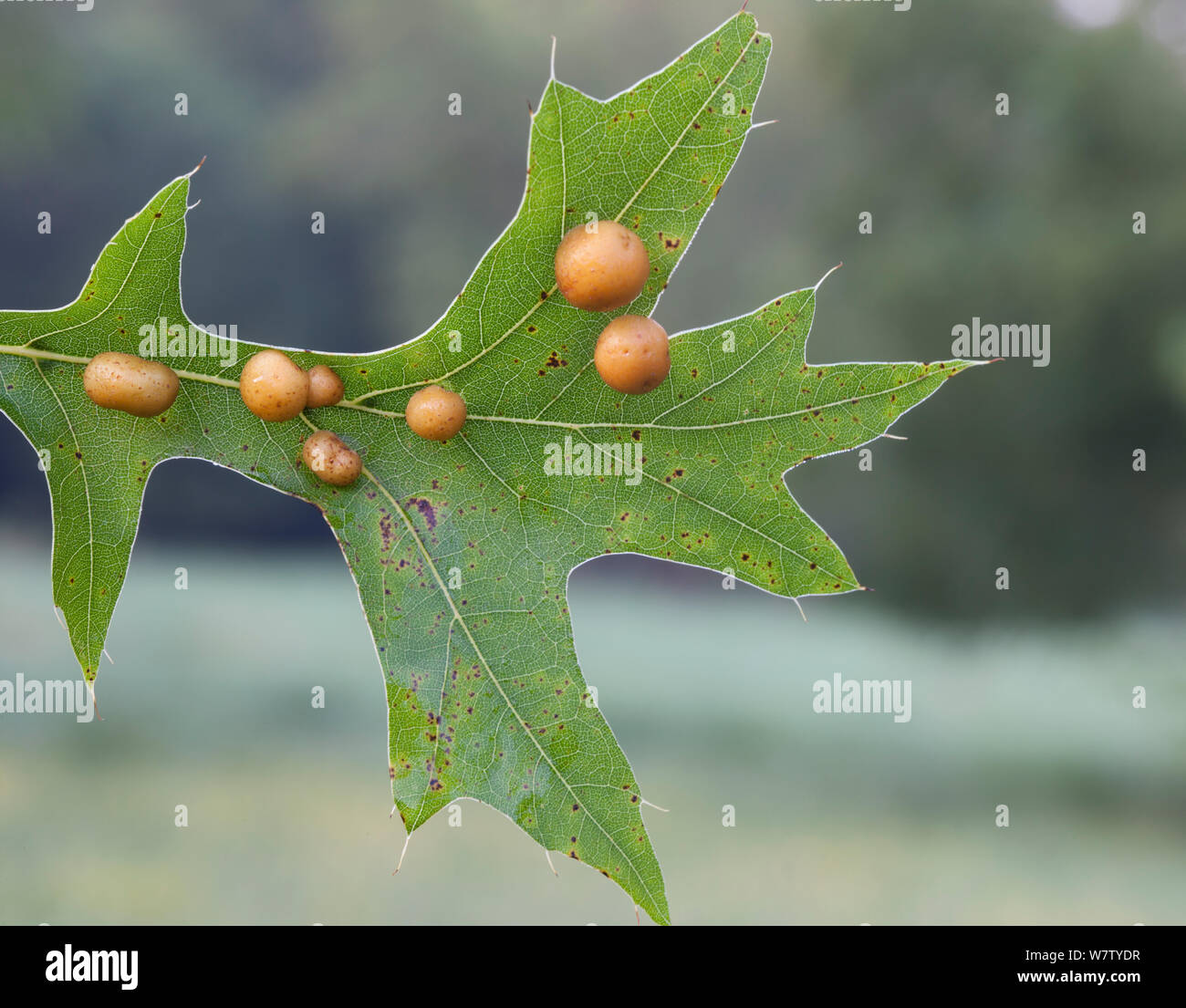 Insect galls hi-res stock photography and images - Alamy