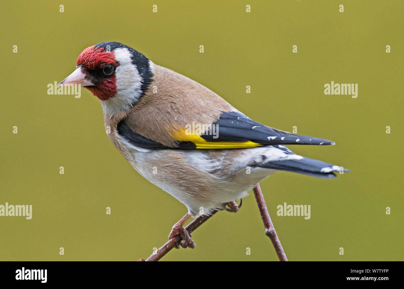 Male goldfinch hi-res stock photography and images - Alamy