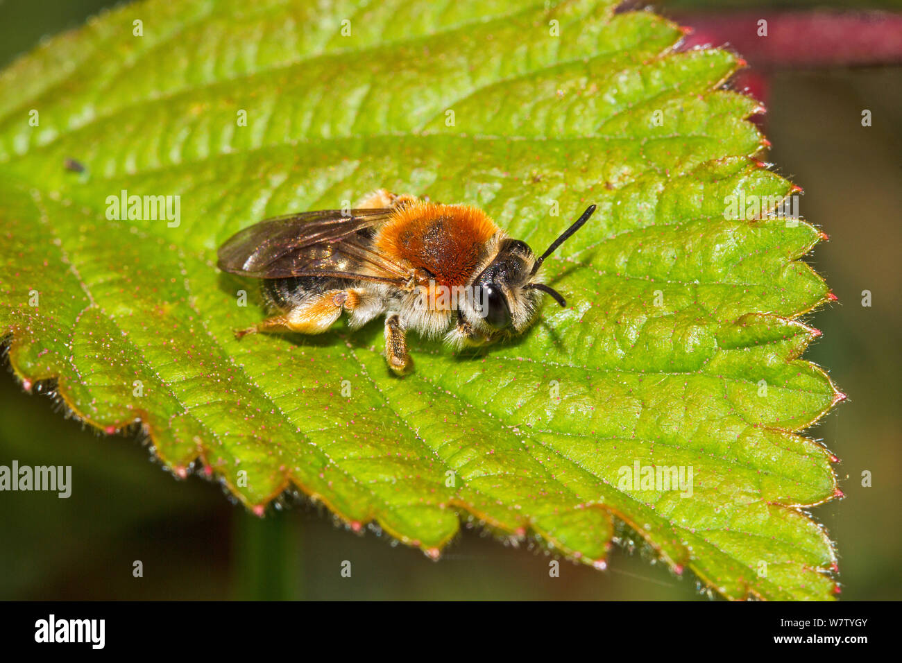 Female Early Mining Bee (Andrena haemorrhoa) on bramble Lewisham ...