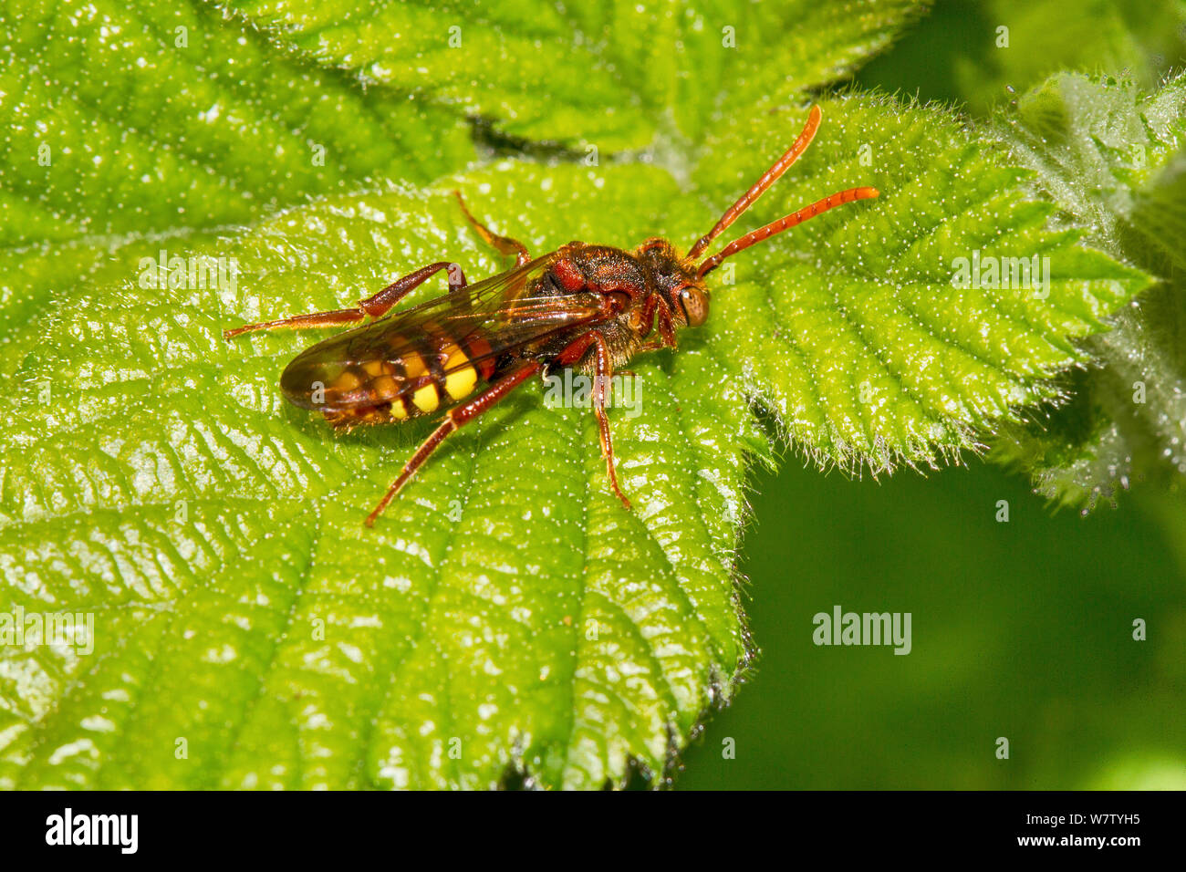Red-horned Nomad Bee (Nomada ruficornis) on bramble Lewisham, London ...