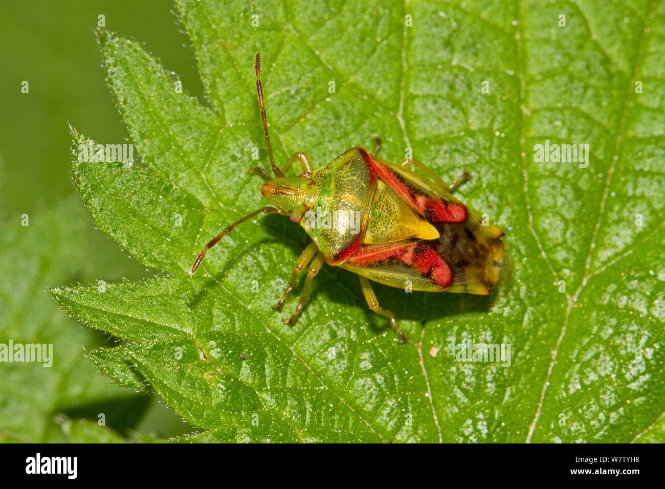 Juniper Shieldbug (Elasmostethus tristriatus) Brockley cemetery ...