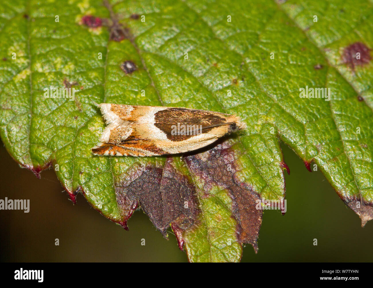 Micro-moth (Ancylis badiana) resting on bramble leaf, Lewisham, London ...