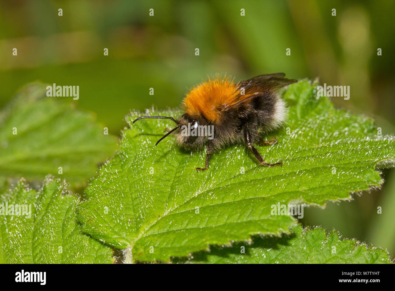 Uk tree bumblebee hi-res stock photography and images - Alamy