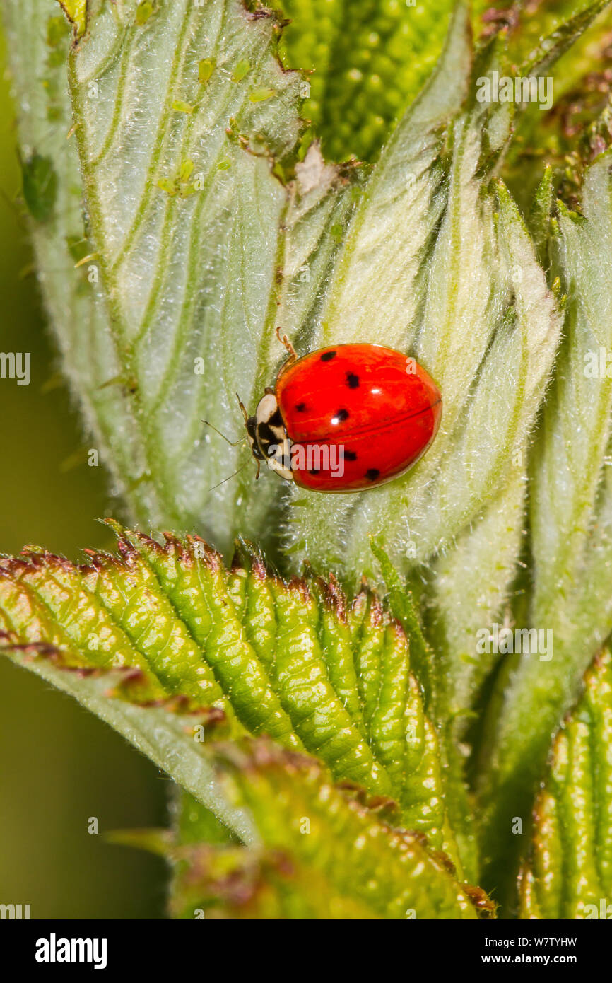 Harlequin Ladybird (Harmonia axyridis) Lewisham, London, England, UK ...