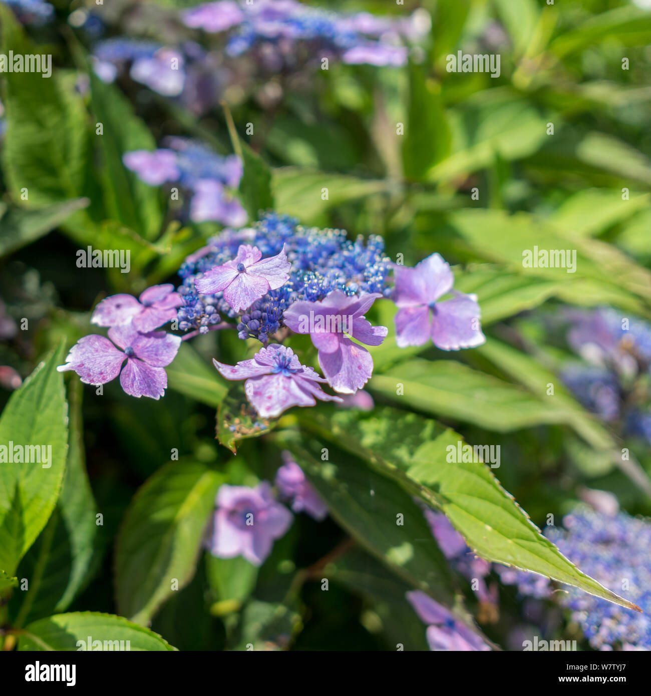 Blue Lacecap Hydrangea just beginning to flower Stock Photo - Alamy
