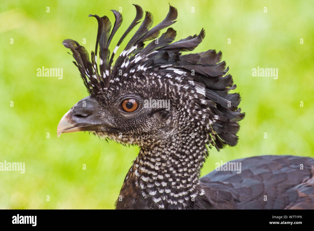 Female Great Curassow (Crax rubra) captive from Central America and ...