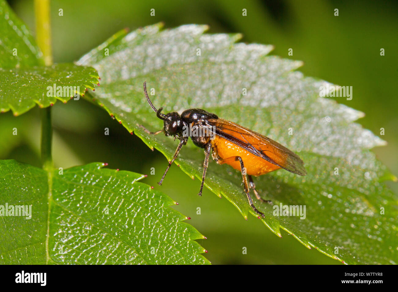 Rose sawfly hi-res stock photography and images - Alamy