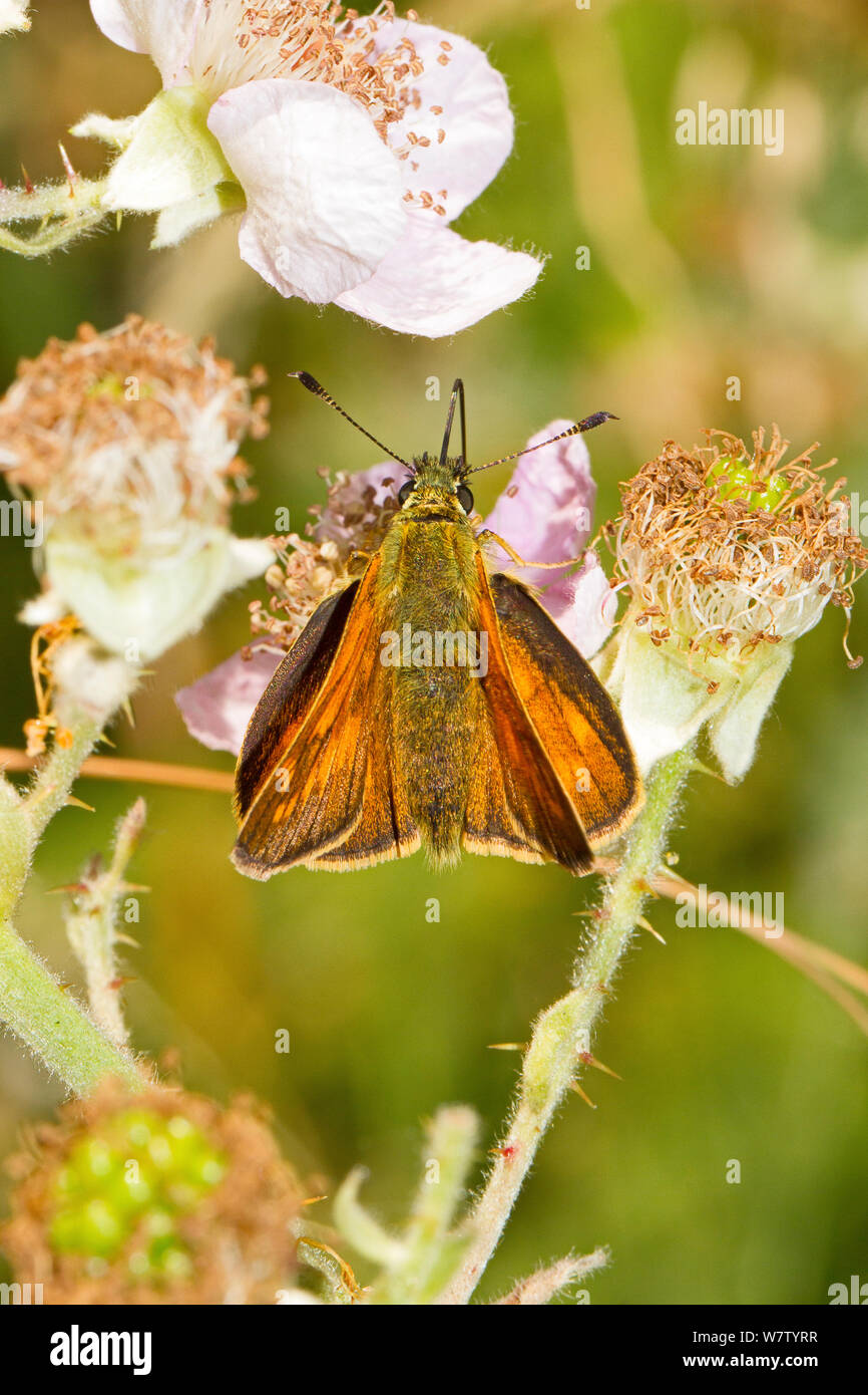 Female large skipper butterfly hi-res stock photography and images - Alamy
