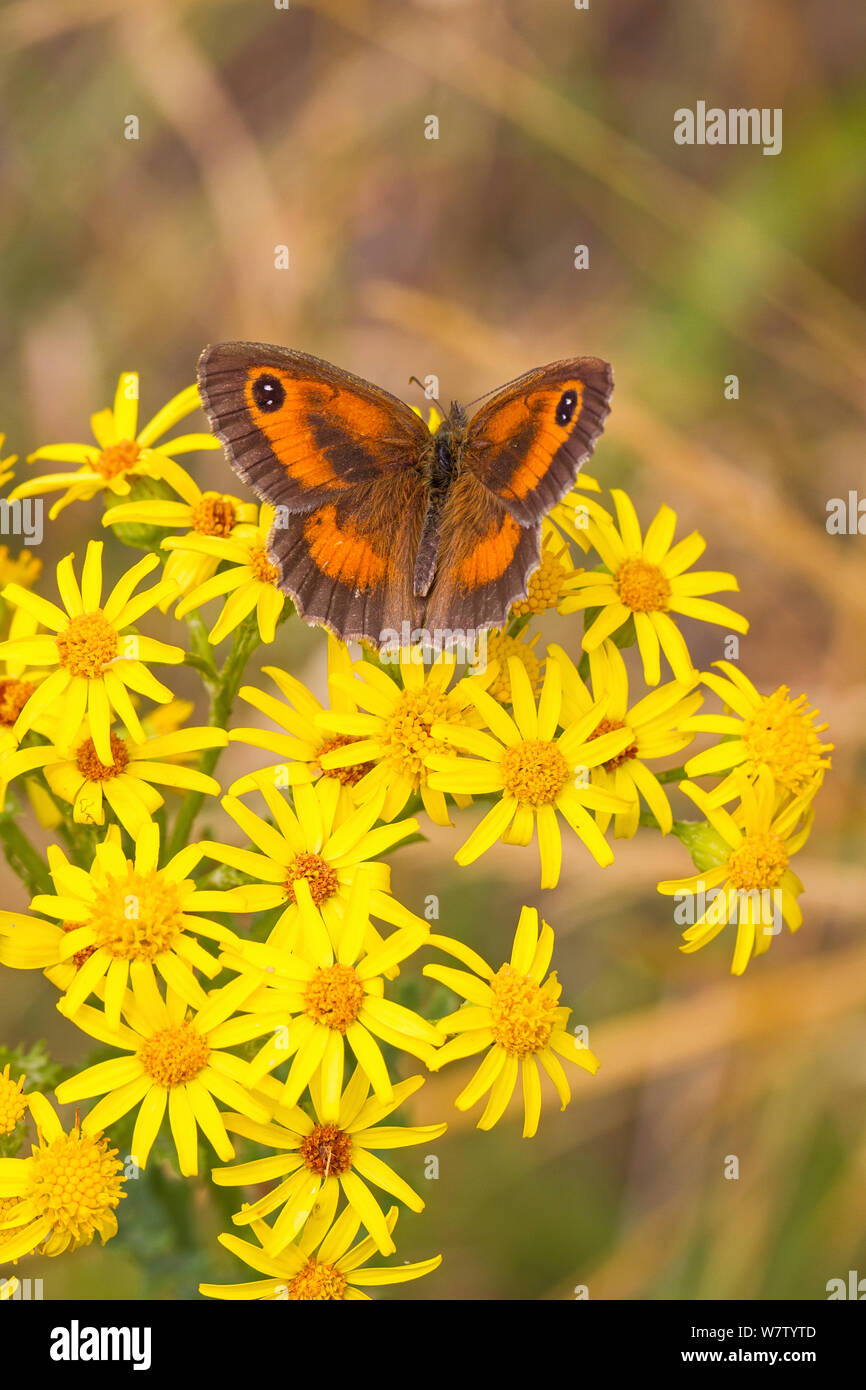 Male gatekeeper butterfly hi-res stock photography and images - Alamy