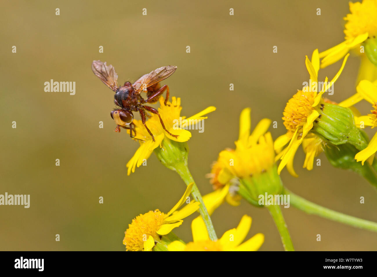 Conopid fly hi-res stock photography and images - Alamy