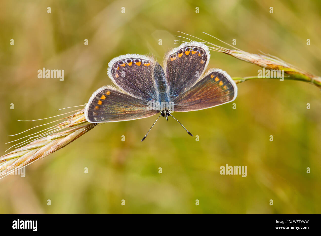 Female common blue butterfly hi-res stock photography and images - Alamy