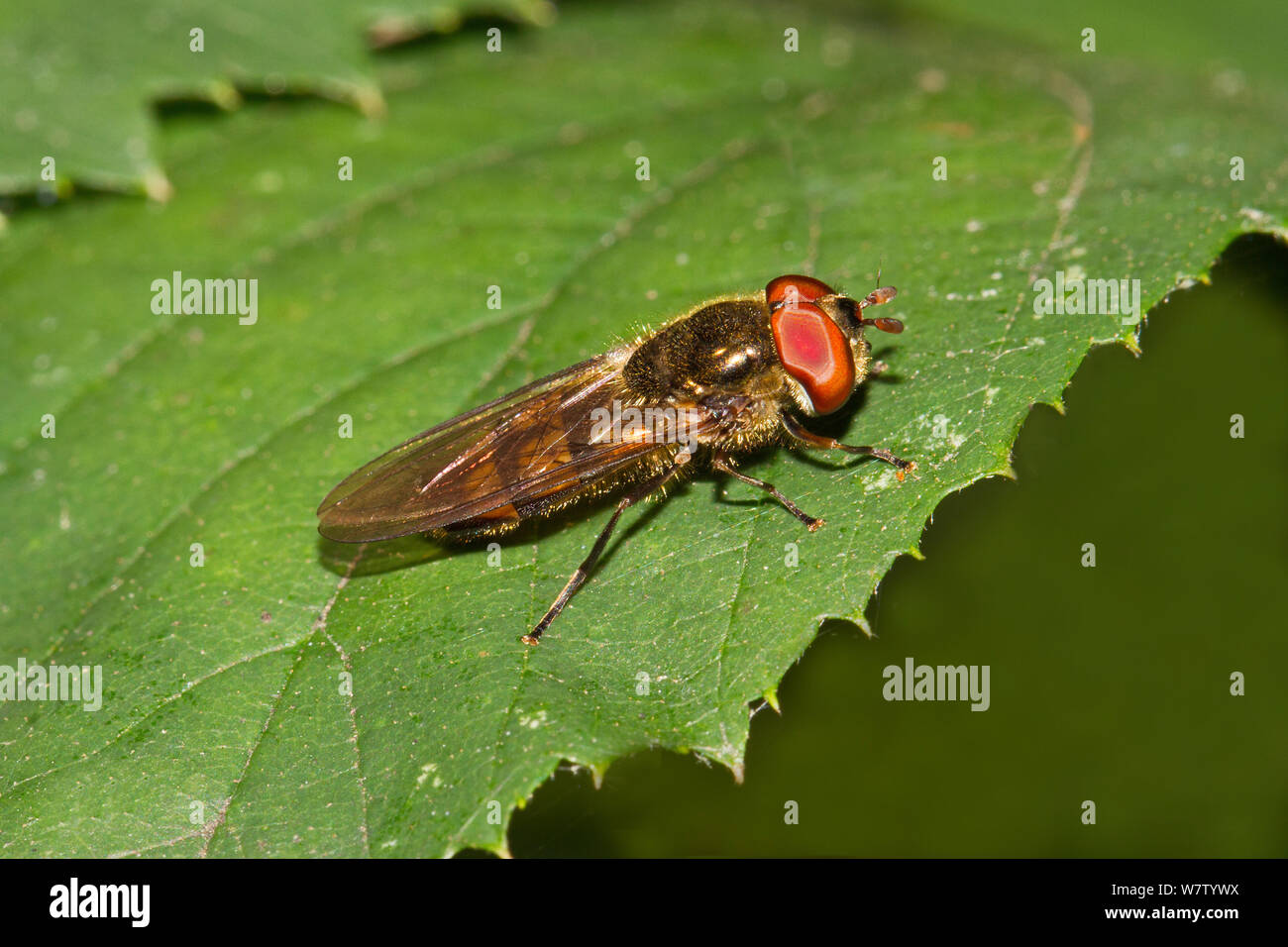 Xanthandrus comtus hi-res stock photography and images - Alamy