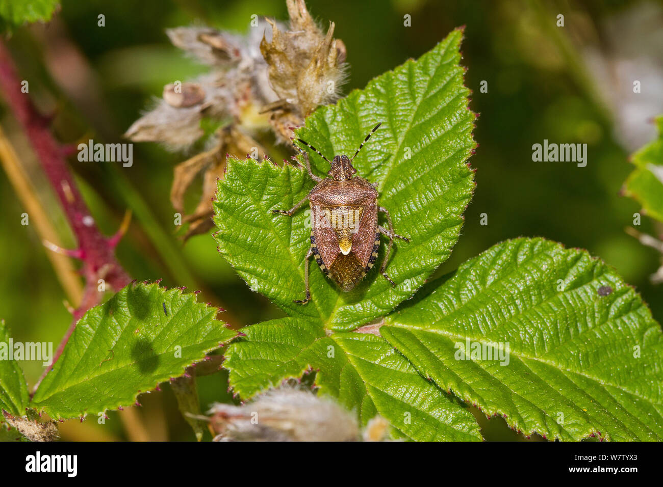 Sloe bug (Dolycoris baccarum) on bramble leaf, Hutchinson's Bank, New ...