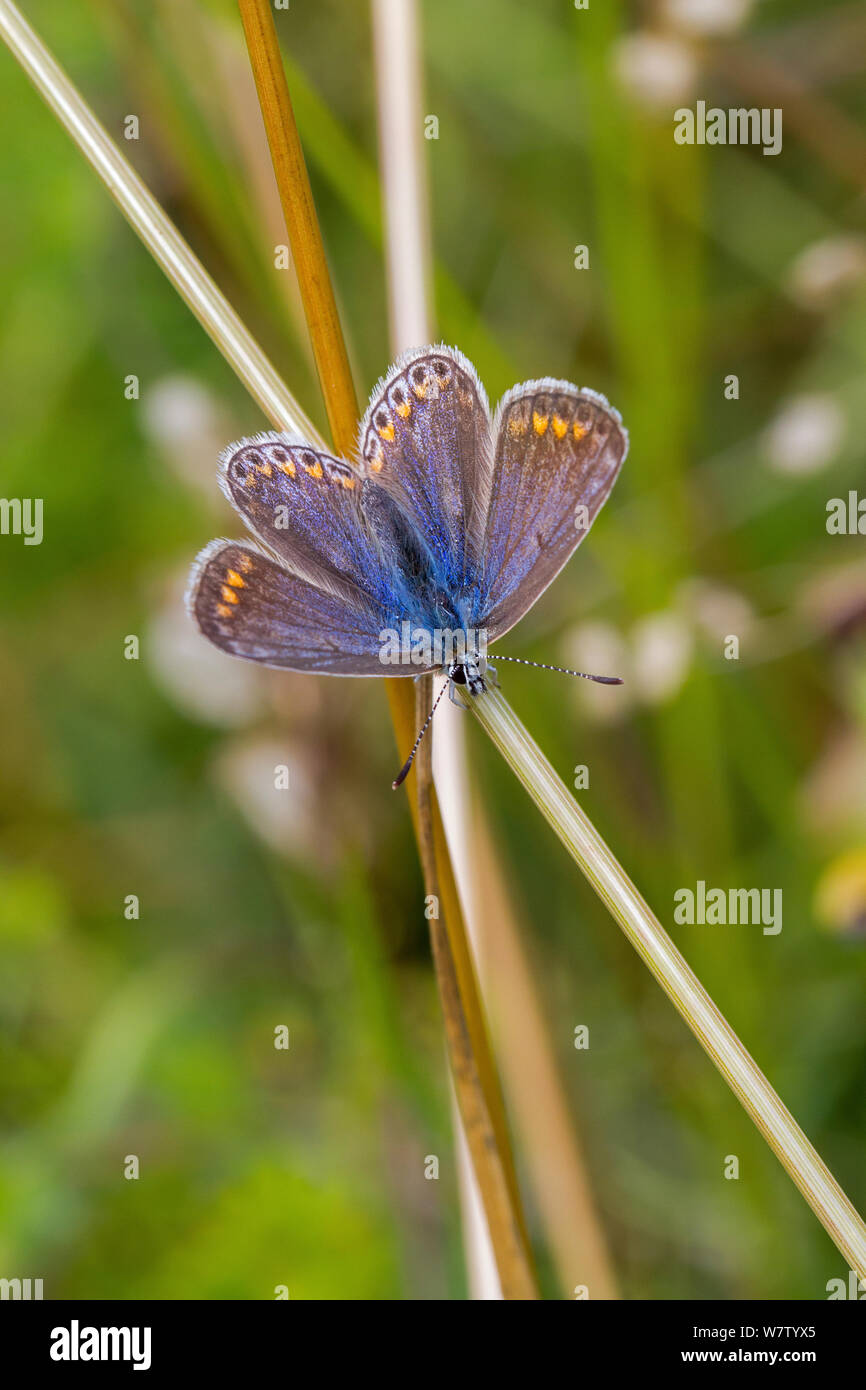 Female common blue butterfly hi-res stock photography and images - Alamy