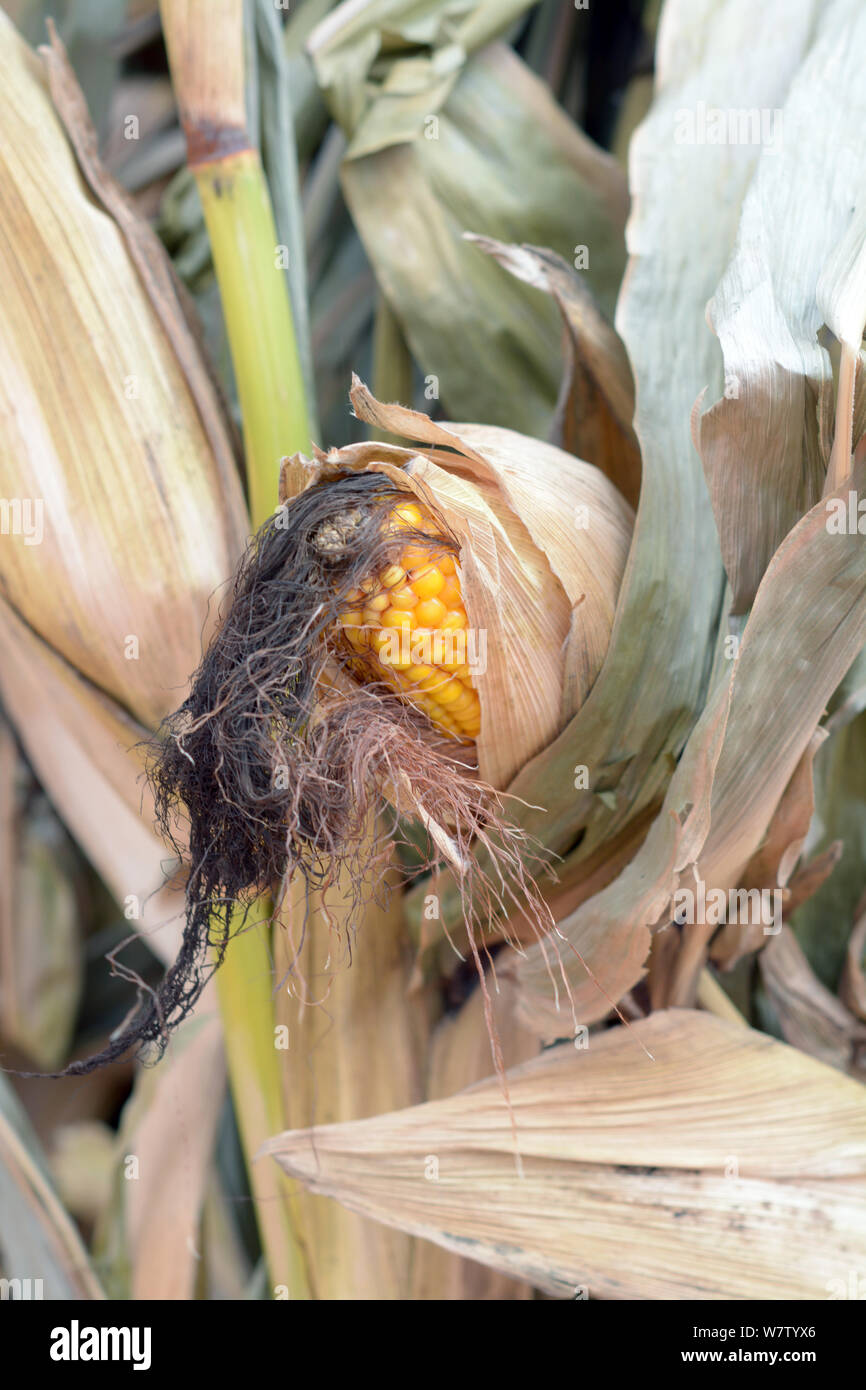 Corn comb hi-res stock photography and images - Alamy
