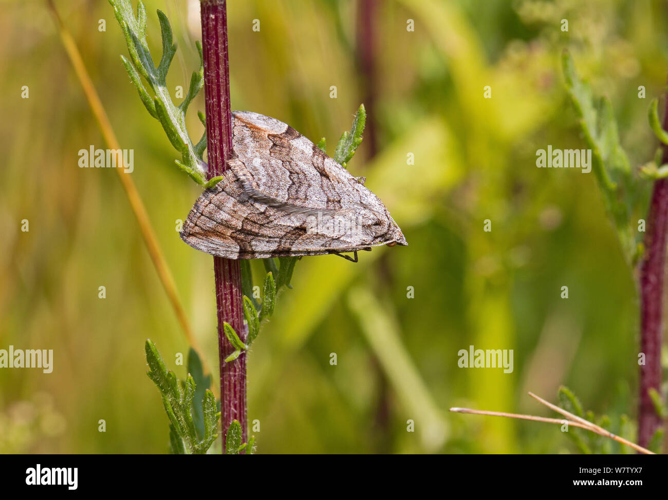 Lesser treble bar moth hi-res stock photography and images - Alamy