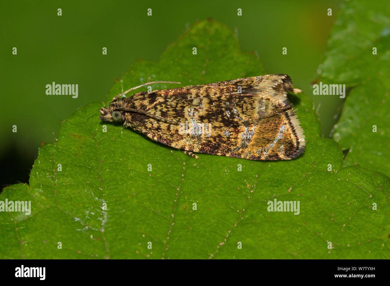 Dark Strawberry Tortrix Micro-moth (Syricoris / Celypha lacunana ...