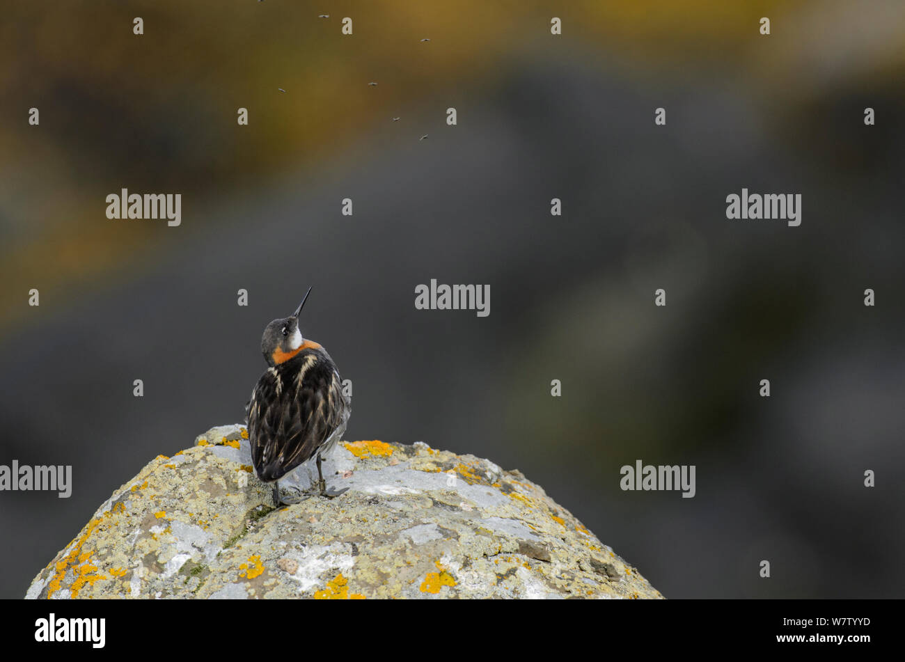 Lobatus birds hi-res stock photography and images - Alamy