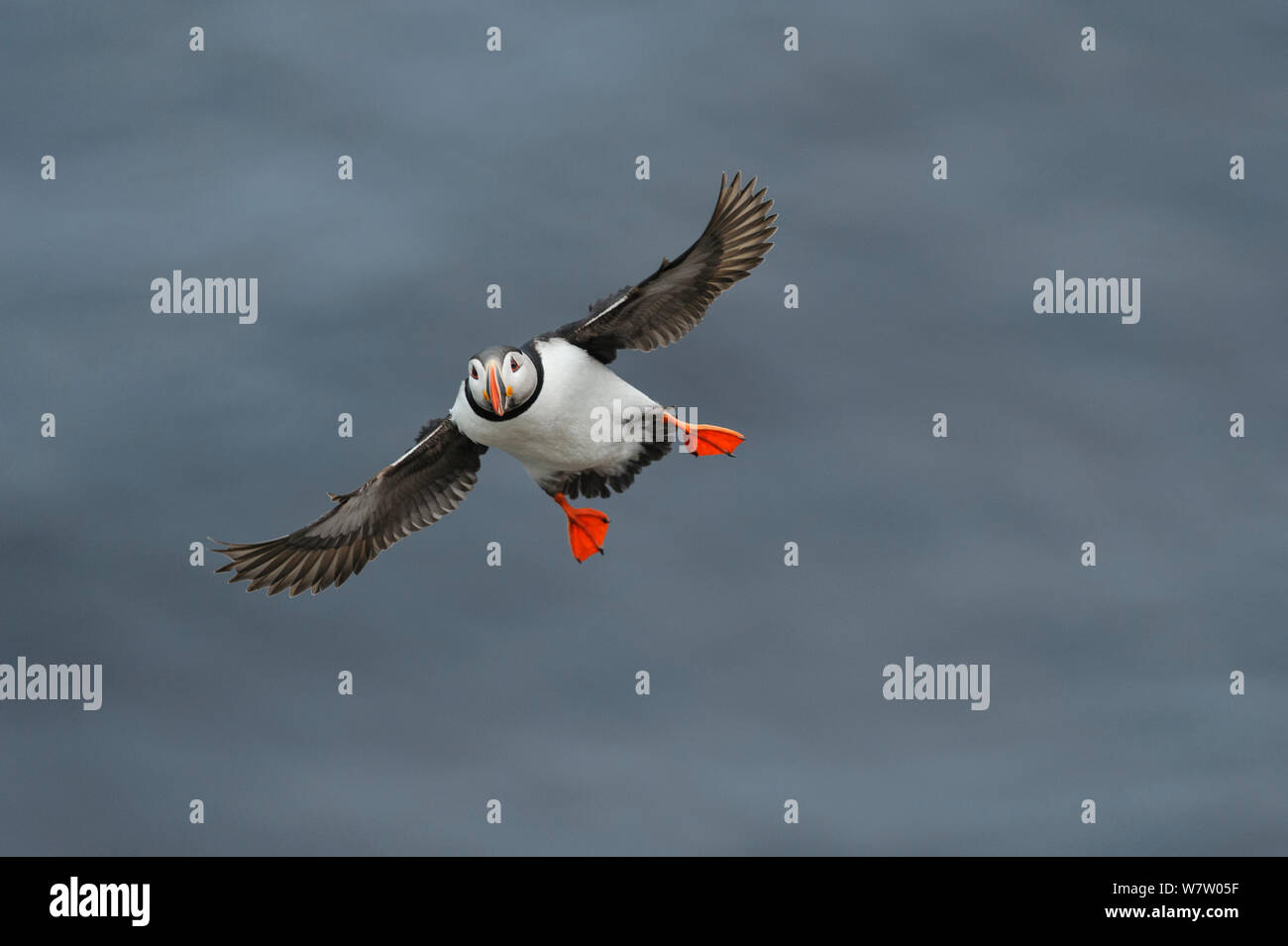 Puffin flying over sea hi-res stock photography and images - Alamy