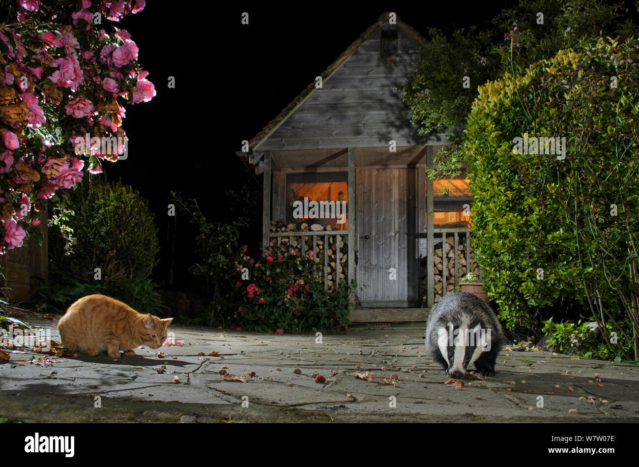 Badger (Meles meles) and domestic cat feeding together in urban garden ...