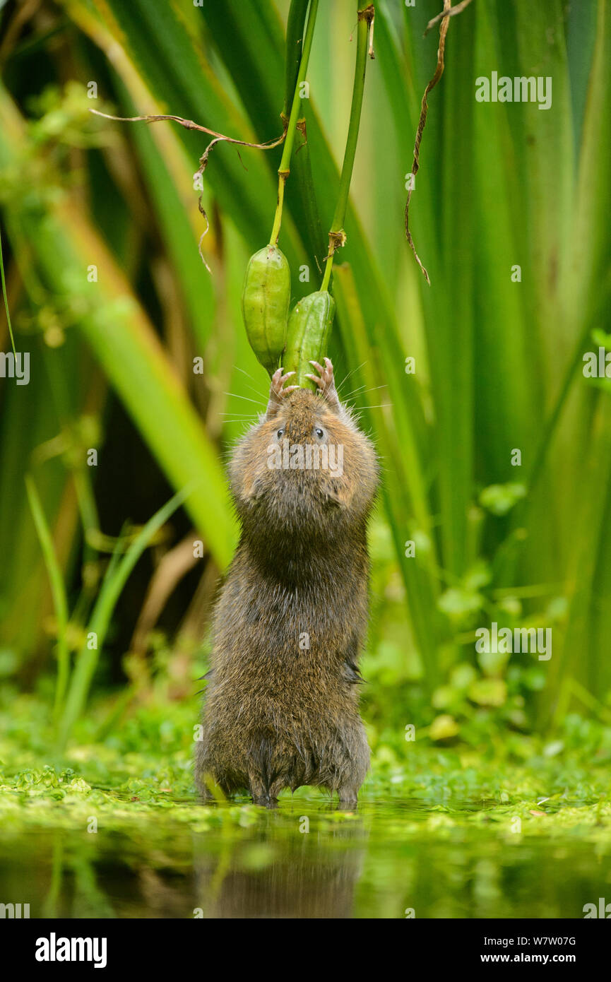 Water Vole Uk High Resolution Stock Photography and Images - Alamy