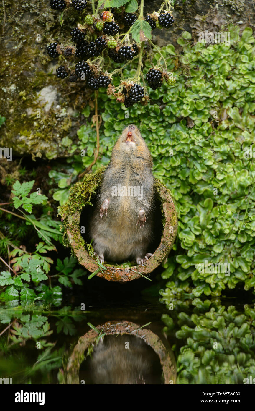 Water vole (Arvicola amphibius) standing on hind legs reaching up to ...
