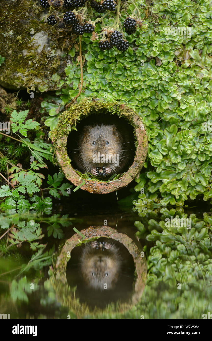 Water vole (Arvicola amphibius) feeding on blackberries in pipe, Kent ...
