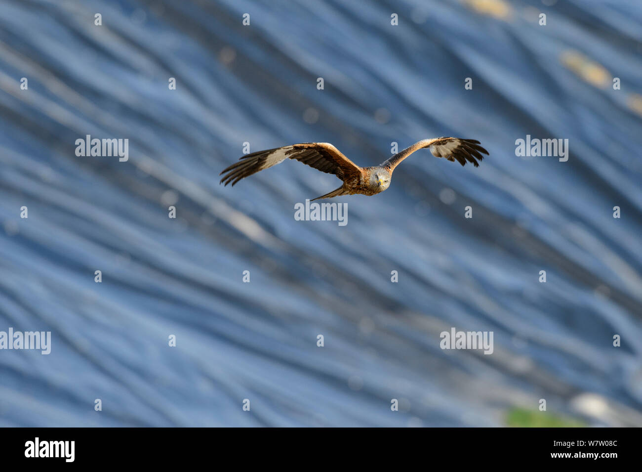 Red kite bird uk water hi-res stock photography and images - Alamy