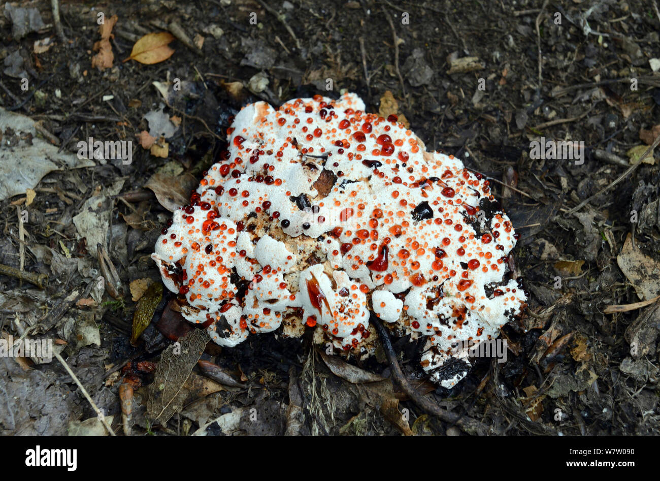 Weeping bracket fungus (Abortiporus biennis) young specimen on dead ...