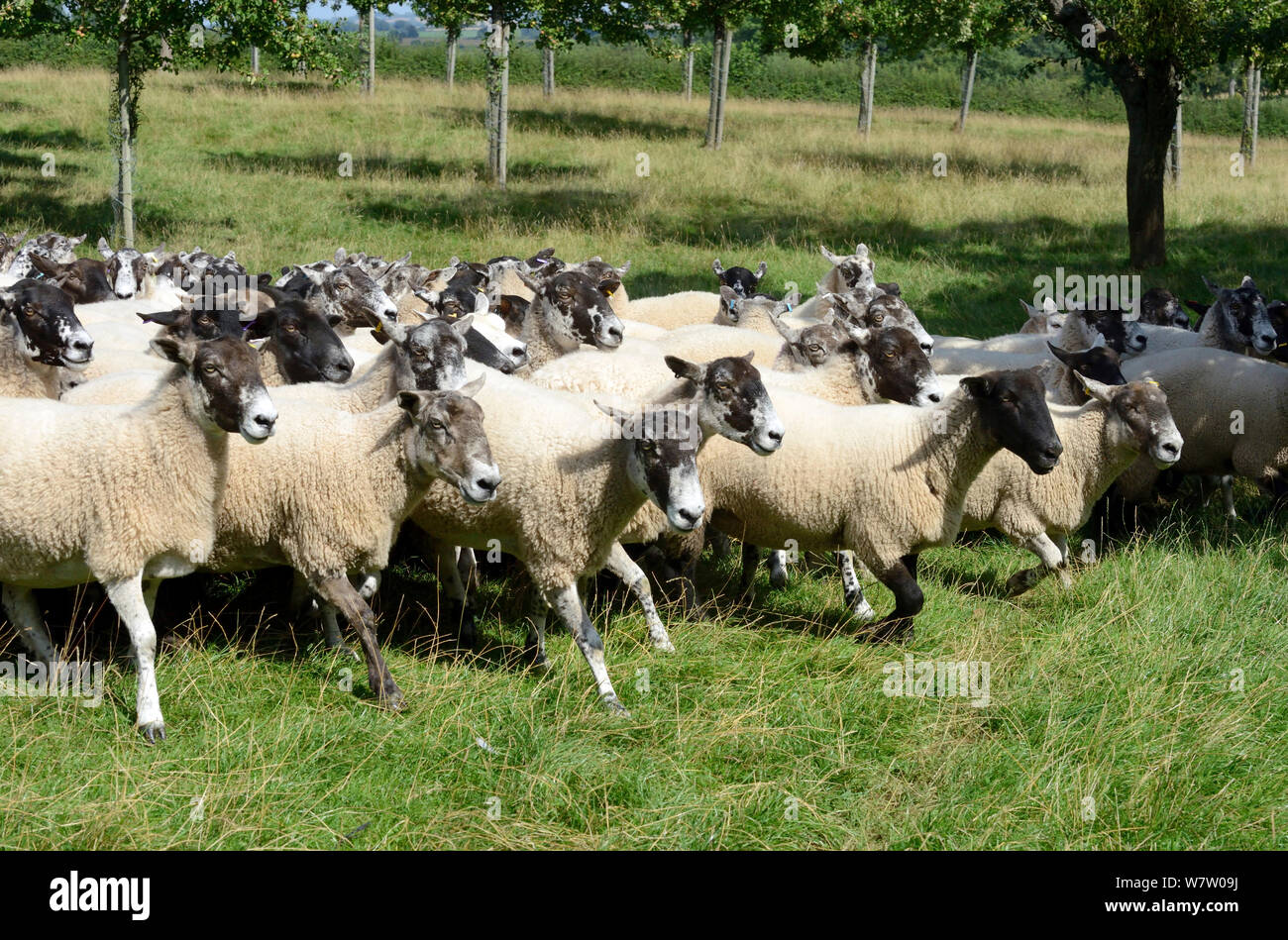 Flock of Welsh Mule ewes, crossbred sheep from Bluefaced Leicester and ...