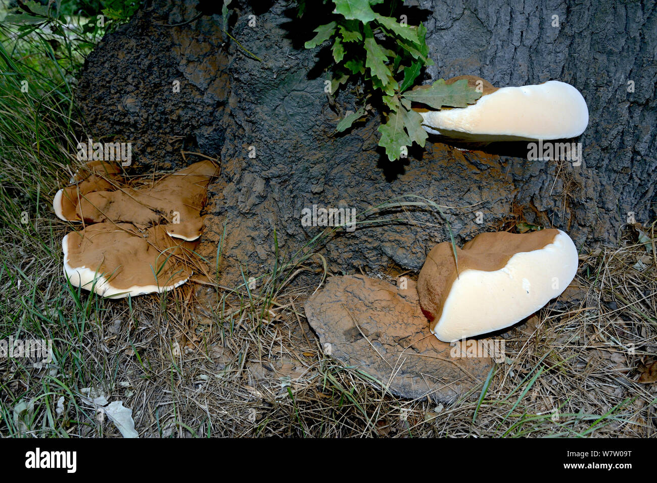 Bracket fungus (Ganoderma australe) on Sessile Oak (Quercus petrea ...