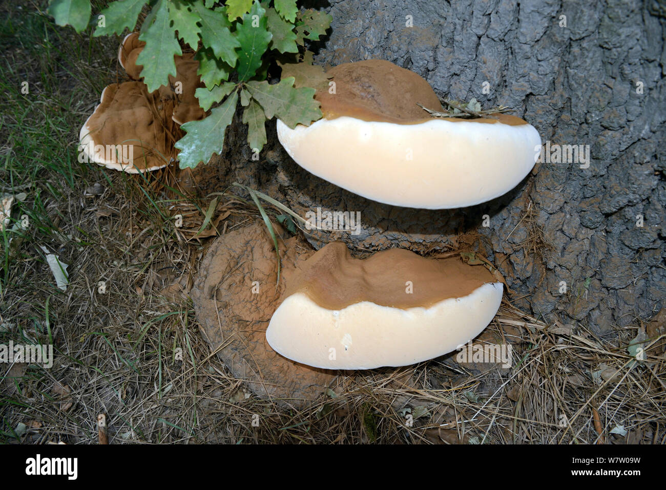 Bracket fungus (Ganoderma australe) on Sessile Oak (Quercus petrea ...