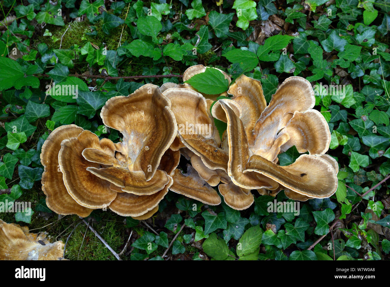 Giant Polypore (Meripilus giganteus) growing amongst Ivy (Hedera helix ...
