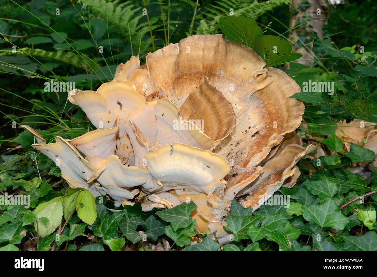 Giant Polypore (Meripilus giganteus) growing amongst Ivy (Hedera helix ...