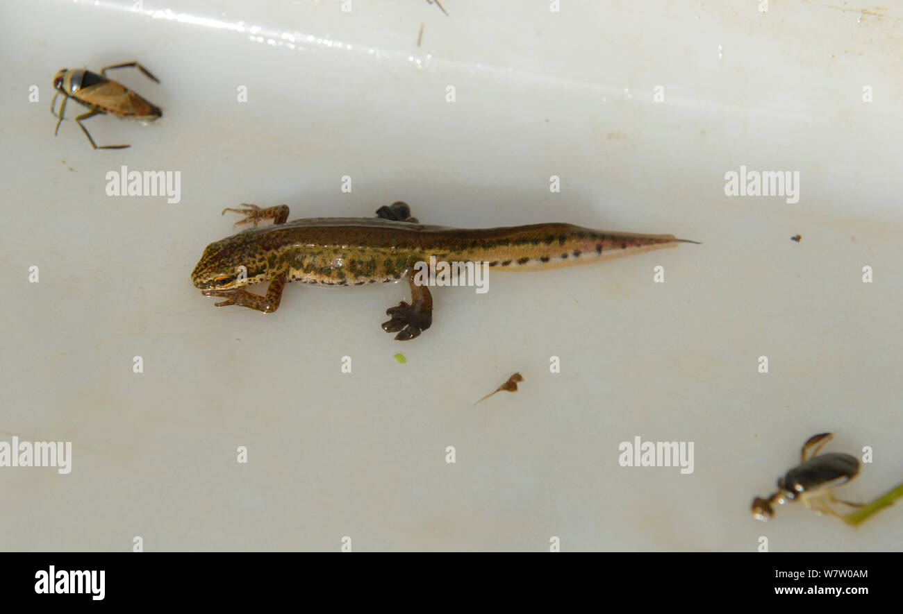 Palmate feet hi-res stock photography and images - Alamy