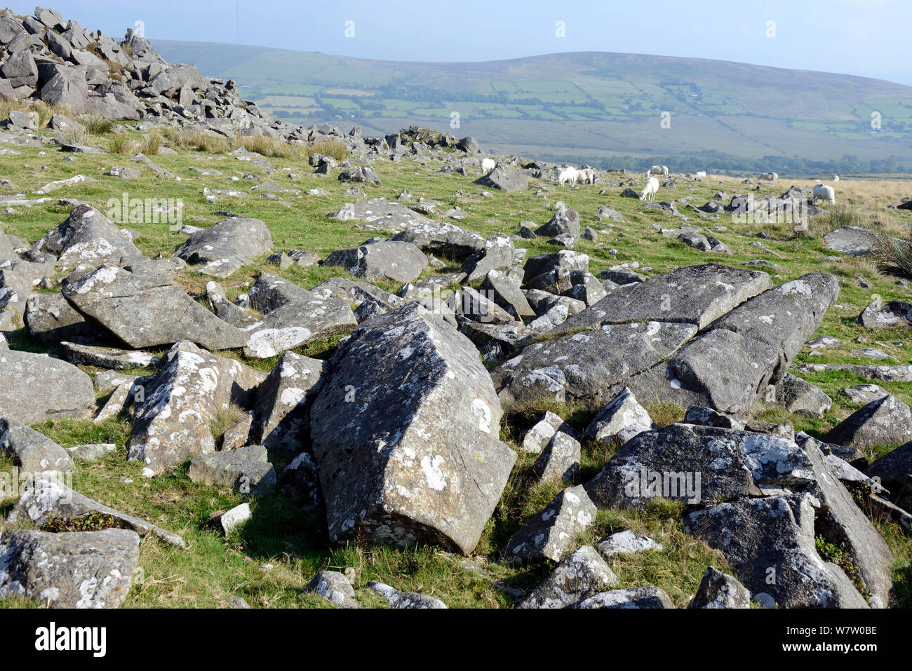 Shattered dolerite rock on Carn Menyr, a source for the blue stones at ...