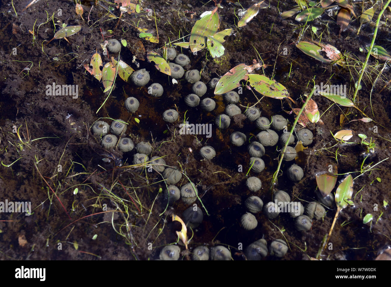 Sheep droppings coated with Sphaeotilus natans, a saprotrophic bacteria ...