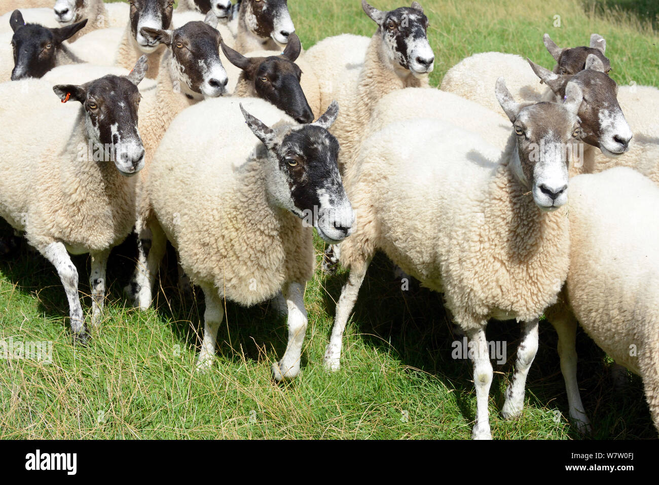 Mule breeds hi-res stock photography and images - Alamy