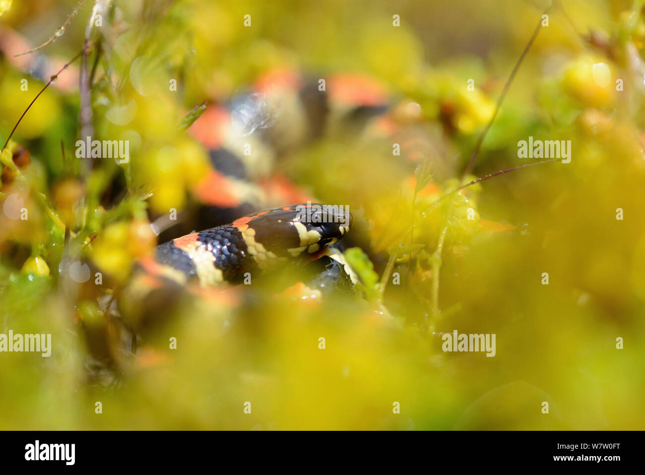 Spotted harlequin snake hi-res stock photography and images - Alamy