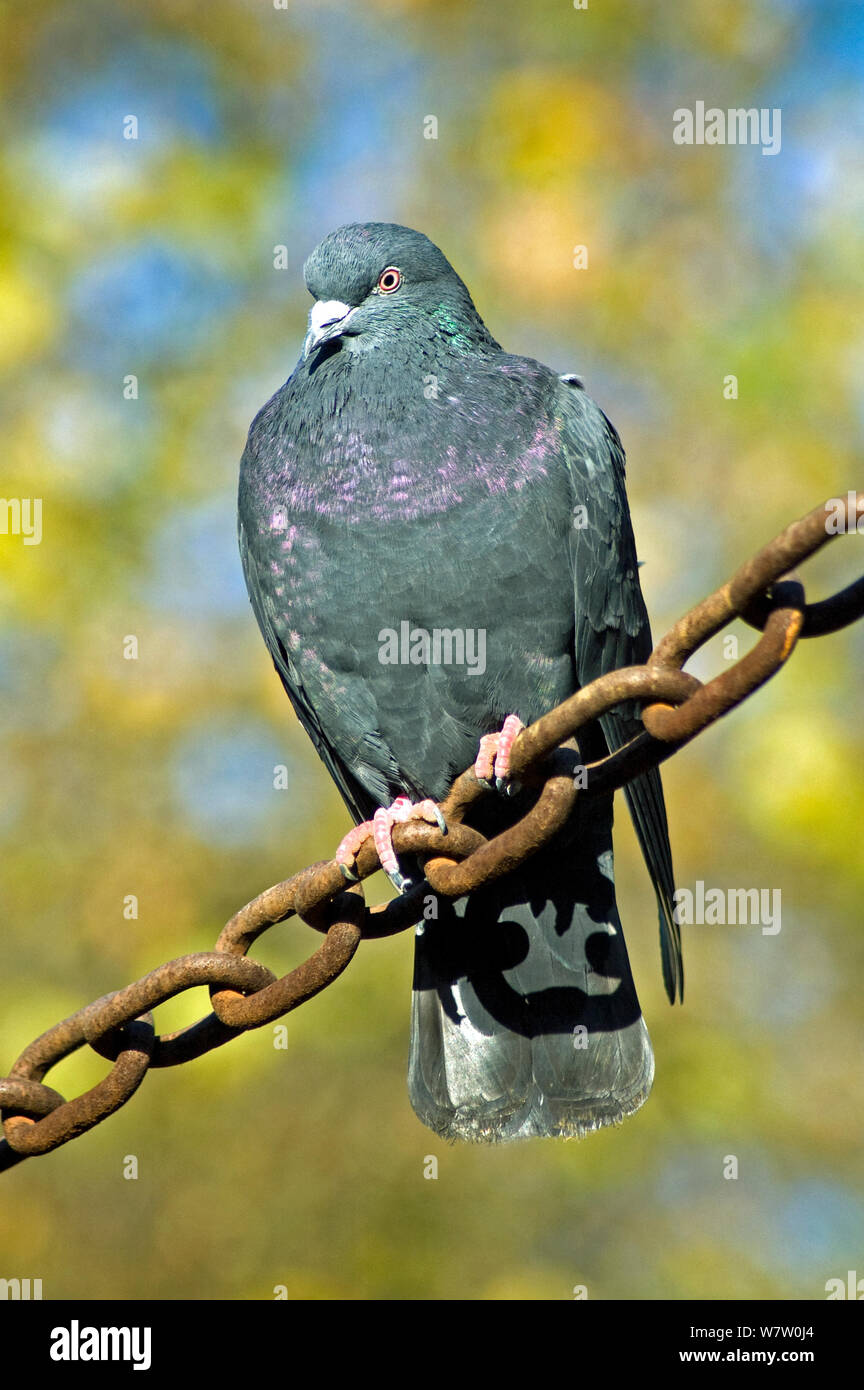 Chain link fence pigeon hi-res stock photography and images - Alamy