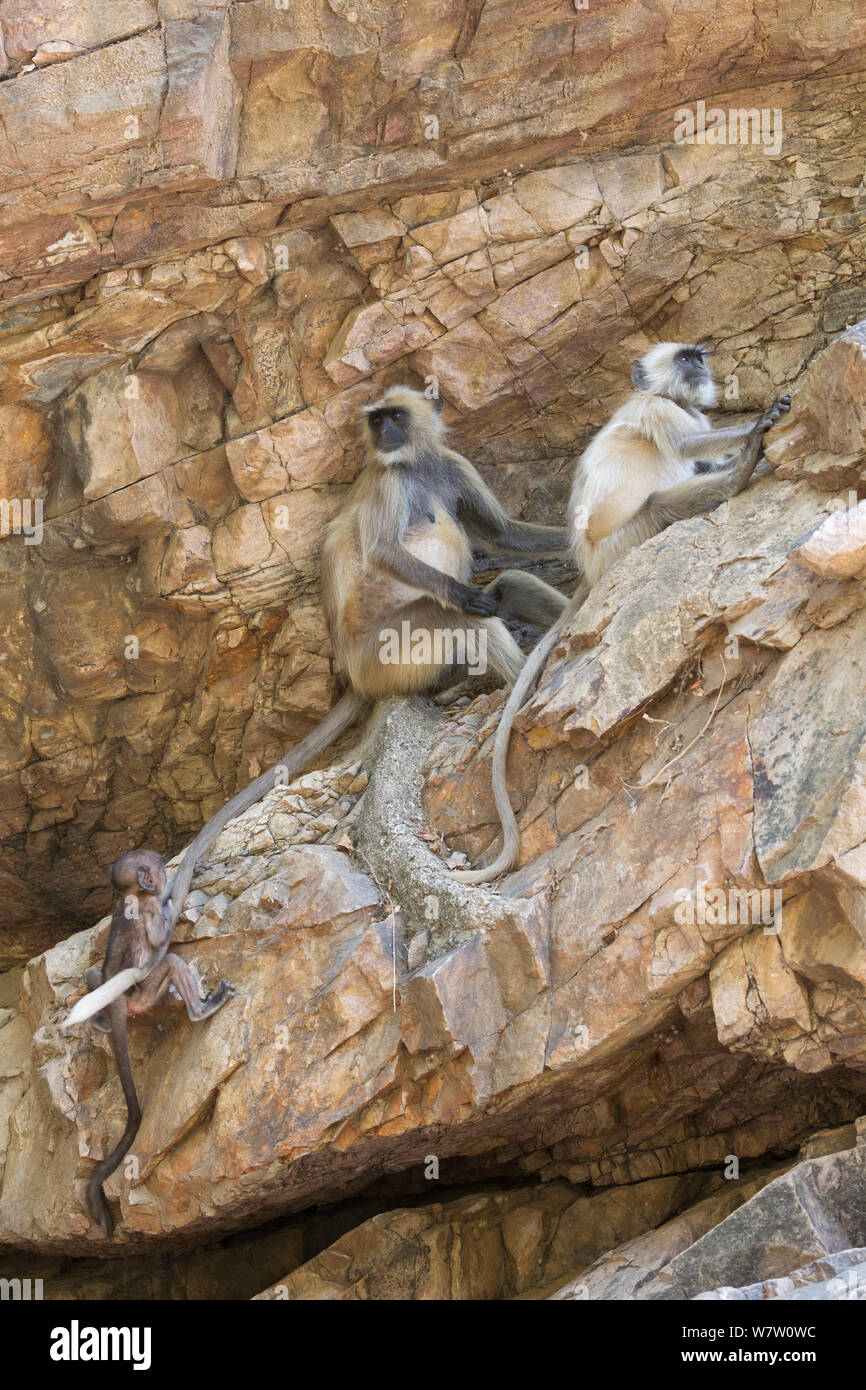 Animal hanuman hi-res stock photography and images - Alamy