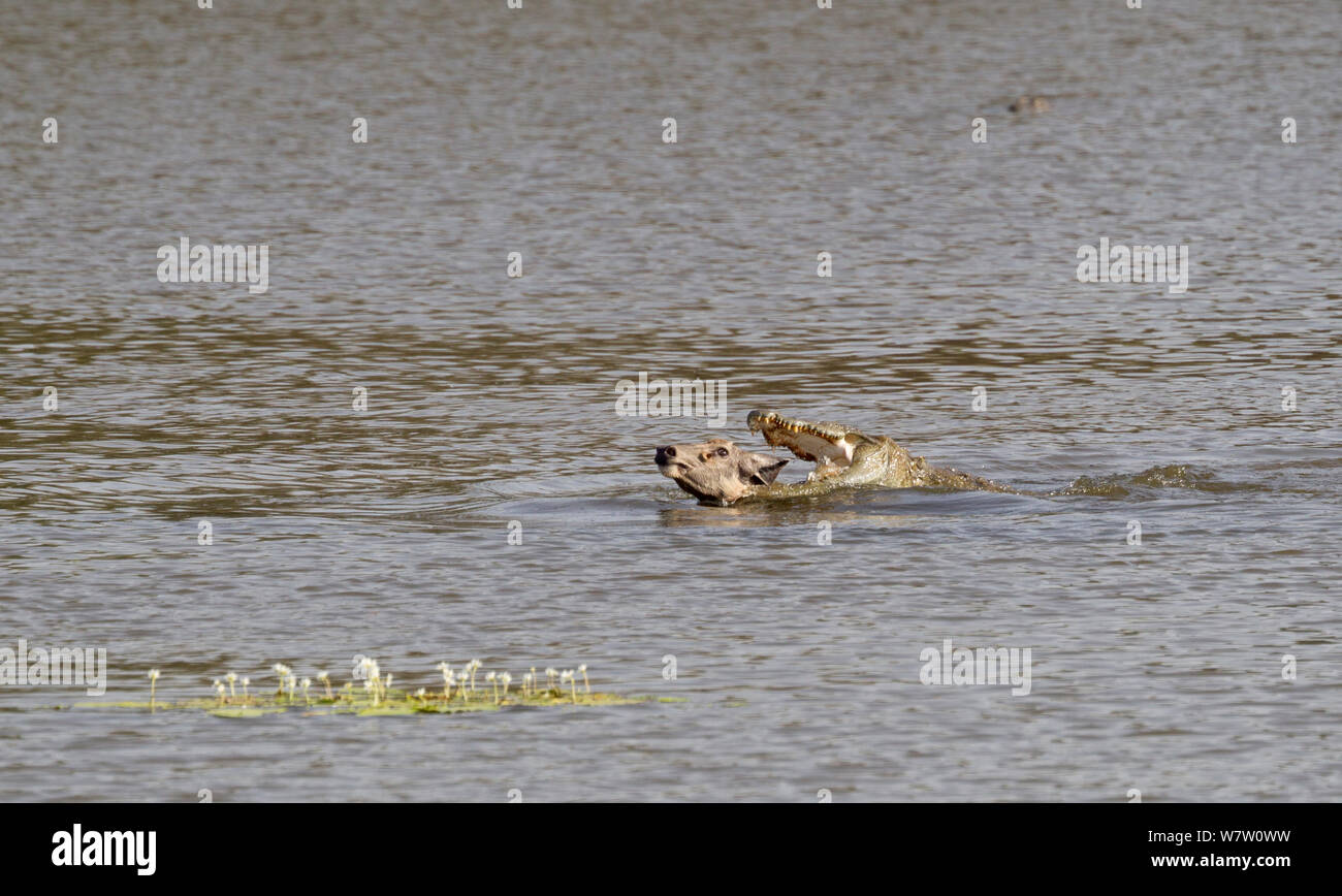 Marsh Crocodile Mugger Crocodylus Palustris Attacking And Killing
