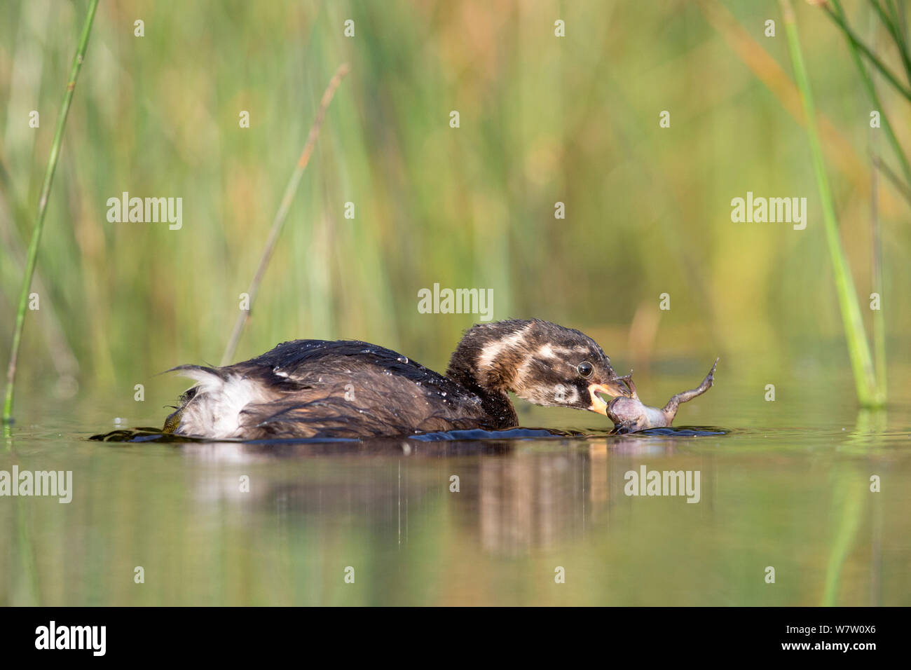 Common grebe hi-res stock photography and images - Alamy