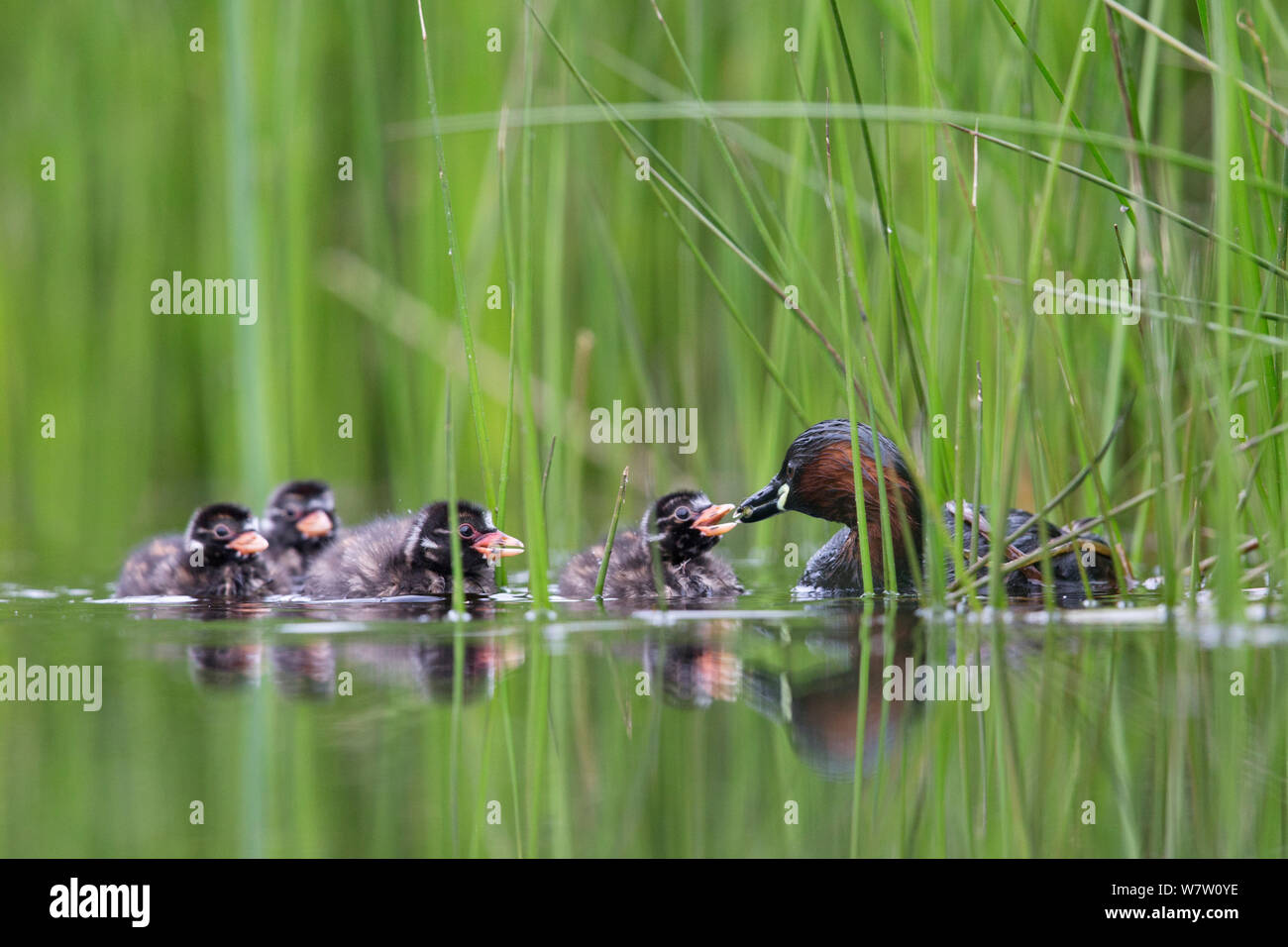 Little Grebe (Tachybaptus ruficollis) female feeding one of its chicks ...