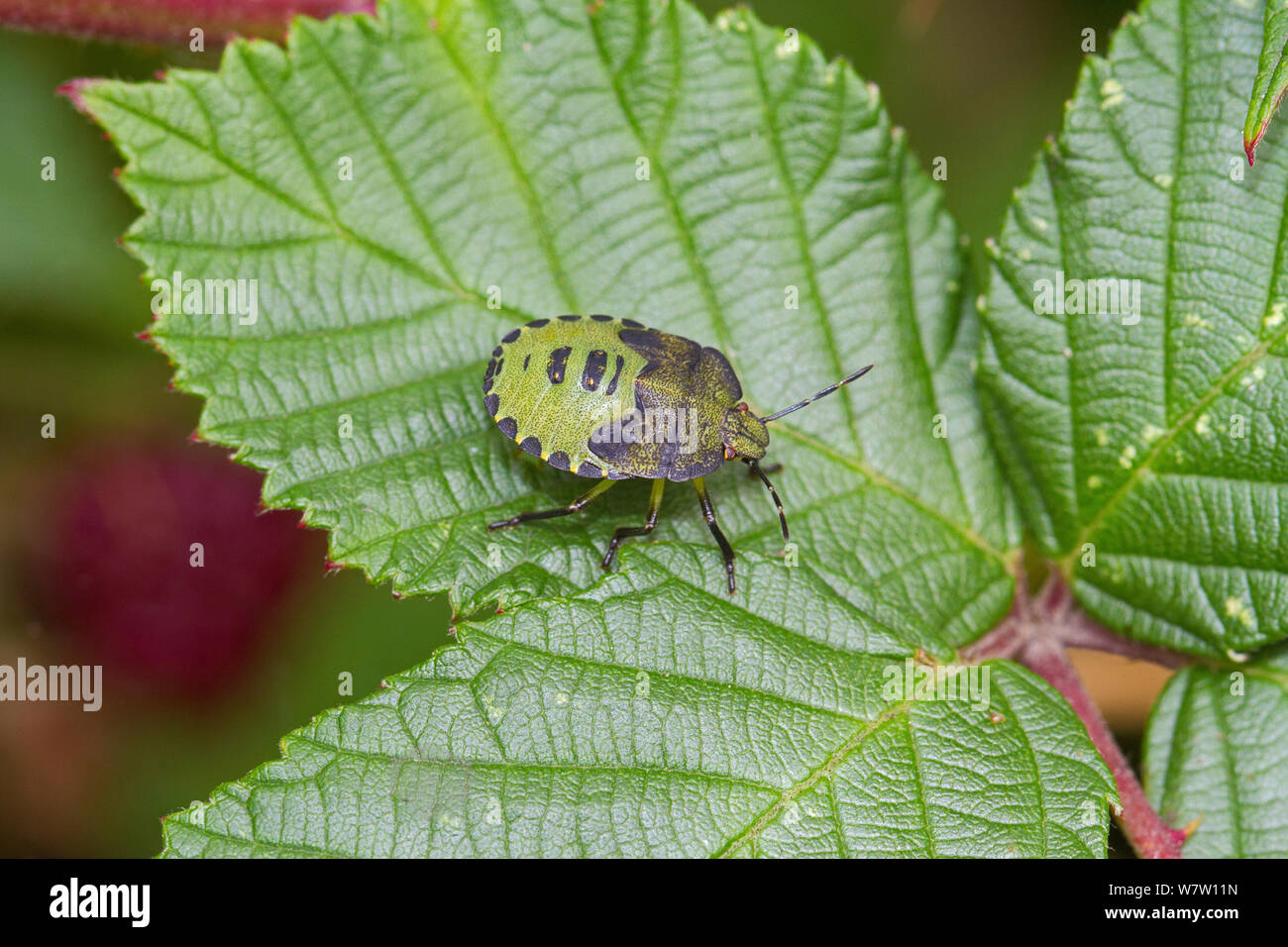 Immature Green Shield Bug (Palomena prasina) Brockley cemetery ...