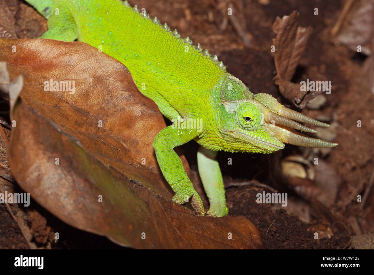 Male Jackson's Chameleon (Trioceros jacksonii xantholophus) captive ...