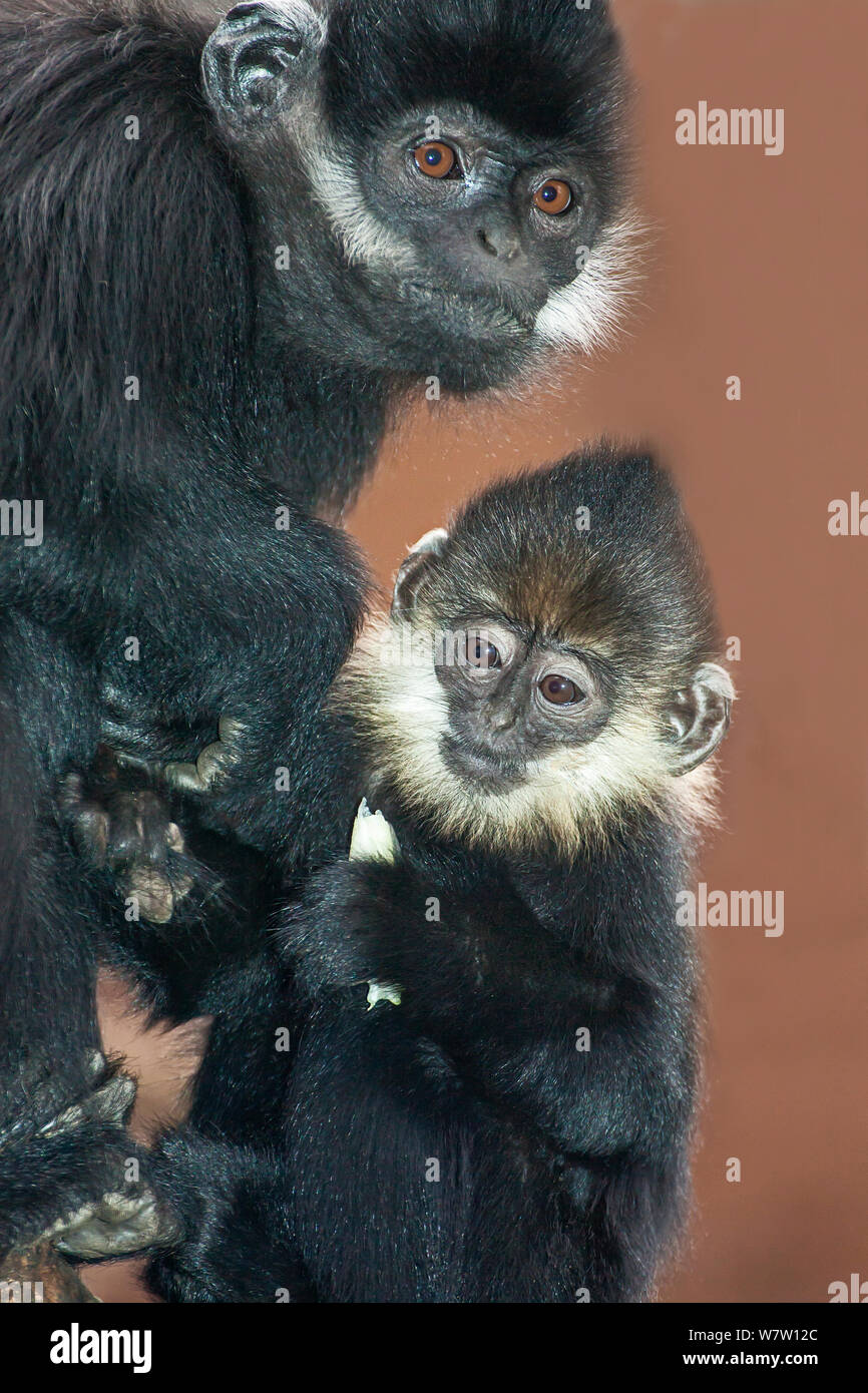 Female and young Francois' Langur (Trachypithecus francoisi) captive ...