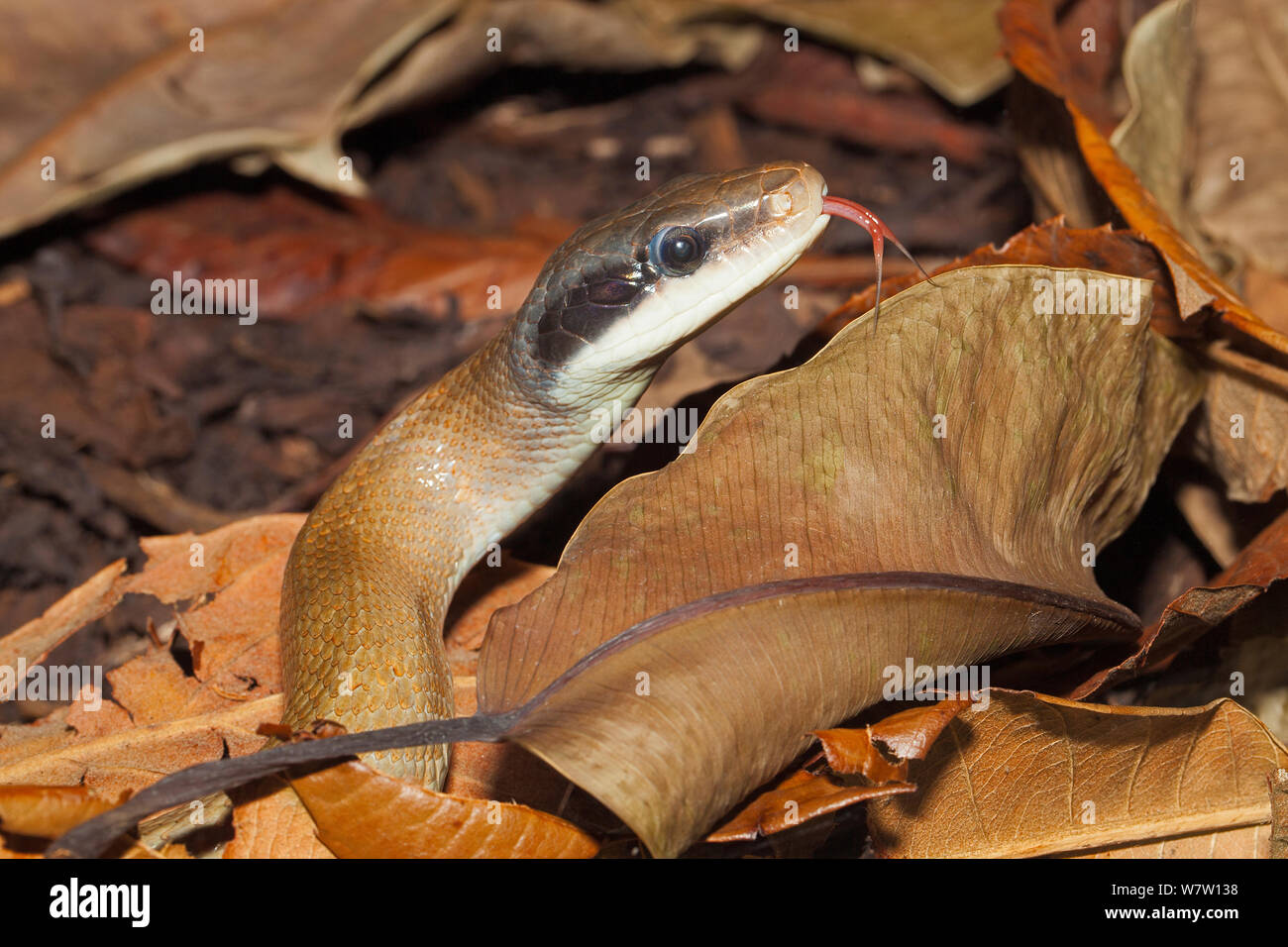 Cave Racer (Orthriophis taeniurus ridleyi) captive from Southern ...