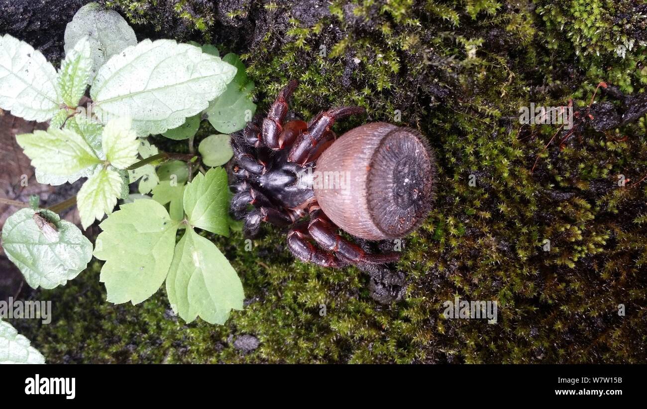 Trapdoor spider hi-res stock photography and images - Alamy