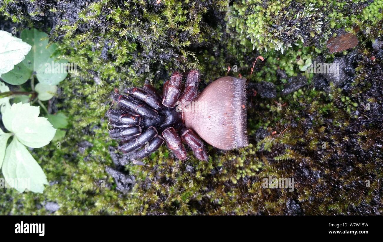 A Cyclocosmia or "trapdoor spider" with a disk attached to its abdomen ...